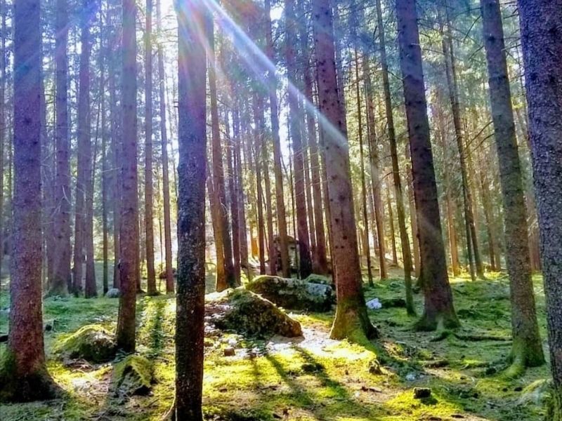 Pineta di Clusone - Sito ufficiale Valseriana e Val di Scalve